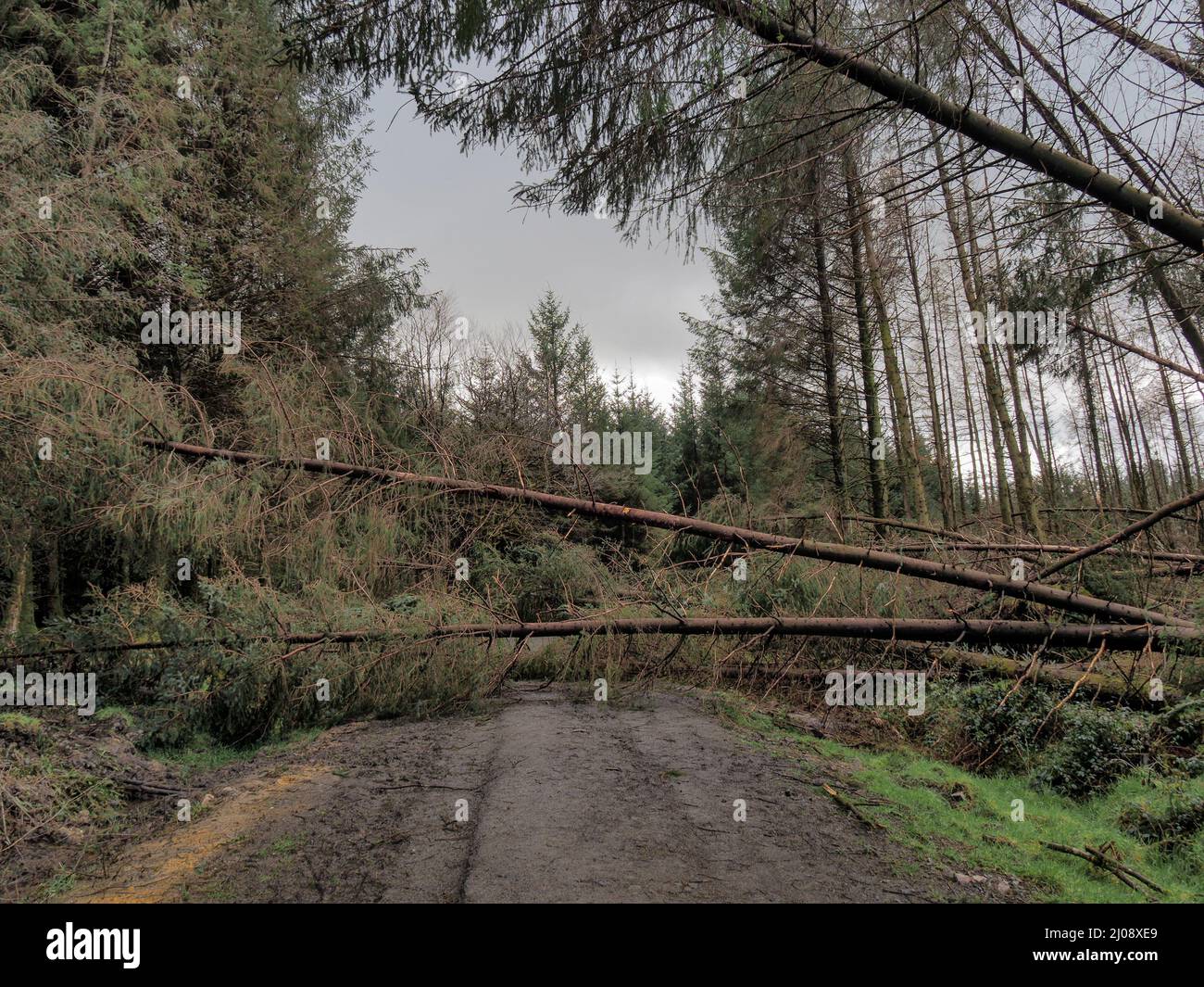 Rural access road blocked by fallen pine trees. Storm damage Stock ...
