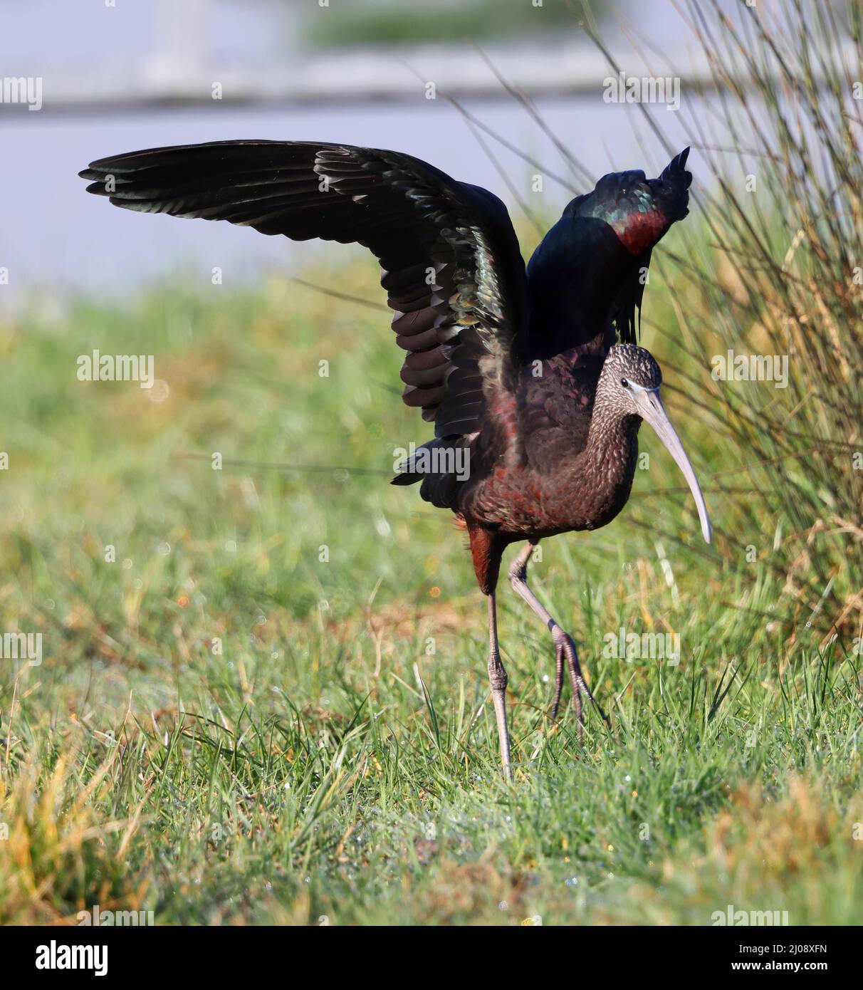 A Glossy Ibis a rare bird in Gloucestershire UK Stock Photo - Alamy