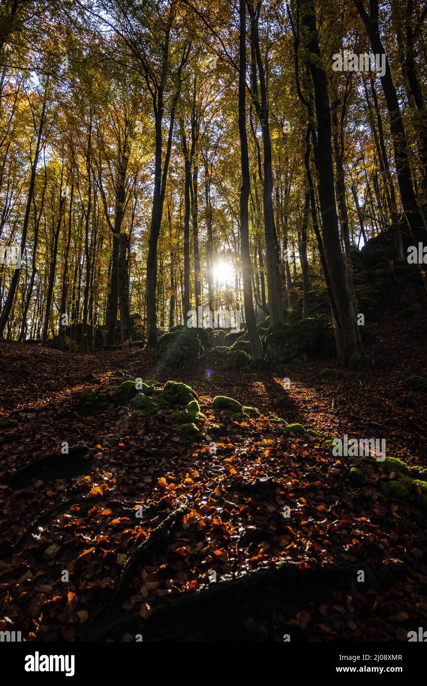 Vertical shot of sun rays through autumn trees in the forest Stock ...