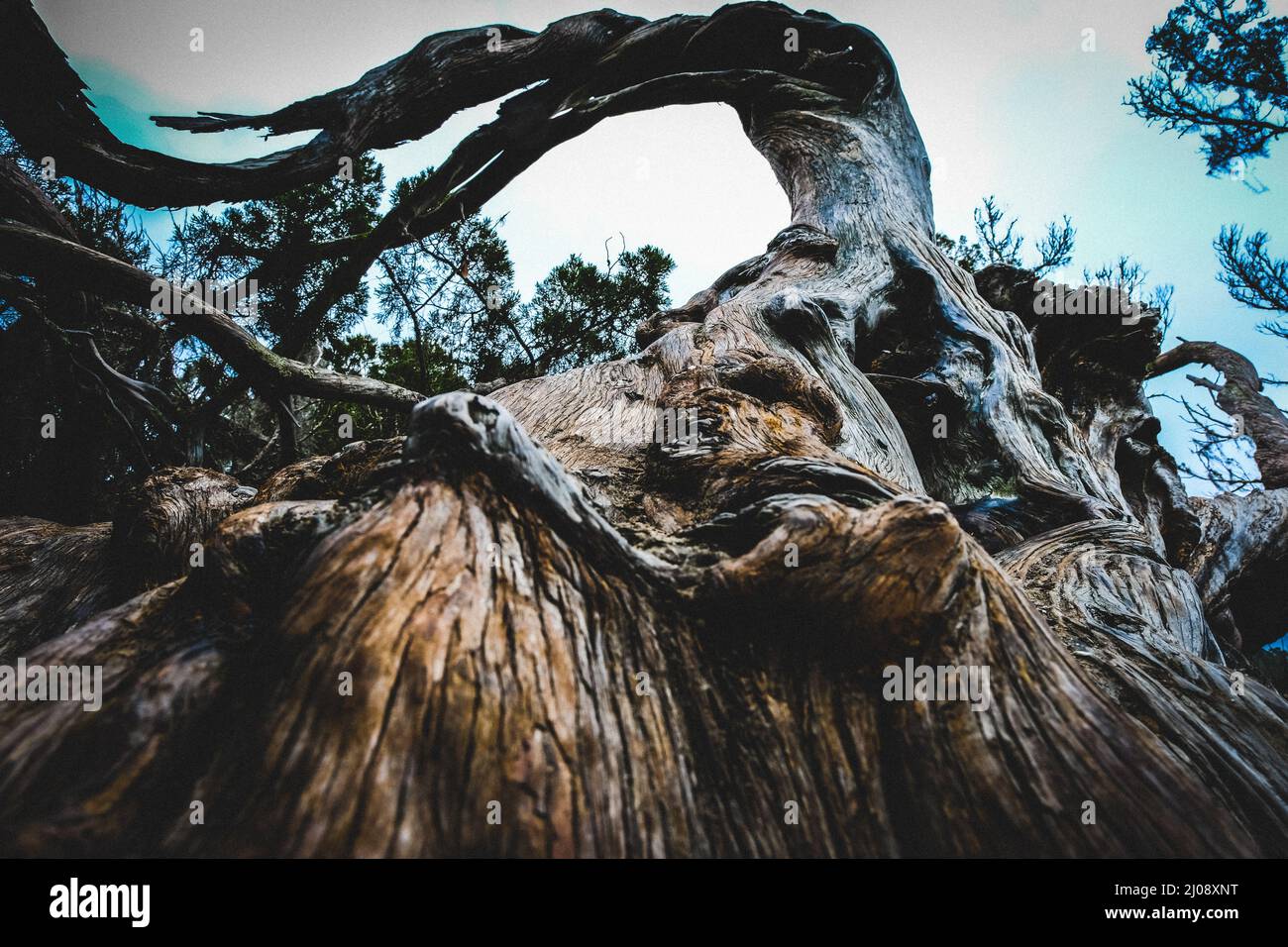 Fallen tree and salt marshes. Coastal Georgia Stock Photo - Alamy