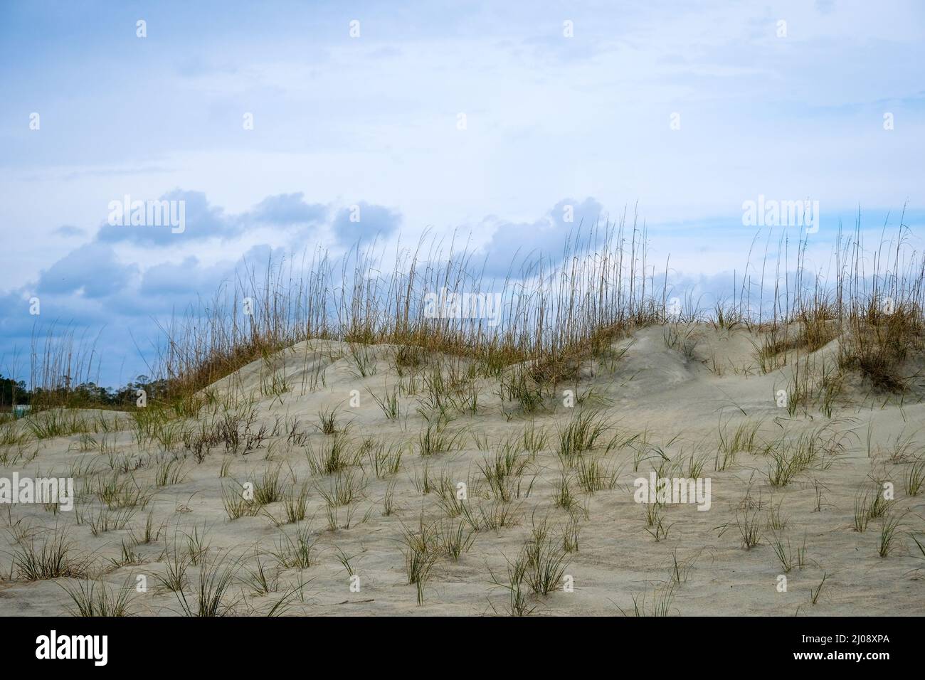 Grasses growing in sand dunes hi-res stock photography and images - Alamy