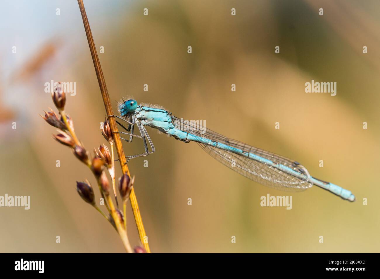 A common blue damselfly (Enallagma cyanthigerum) rests on the sedges of ...