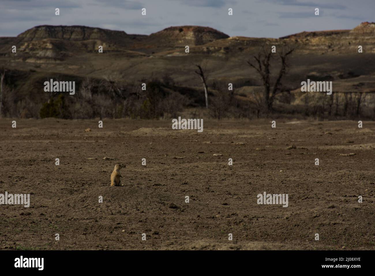 Empty prairie dog town hi-res stock photography and images - Alamy