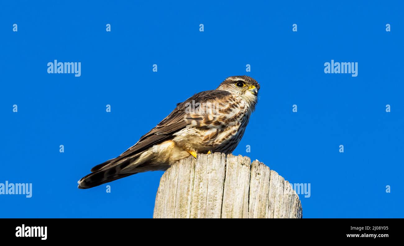 Wild Merlin Falcon standing on wood against the sky Stock Photo - Alamy