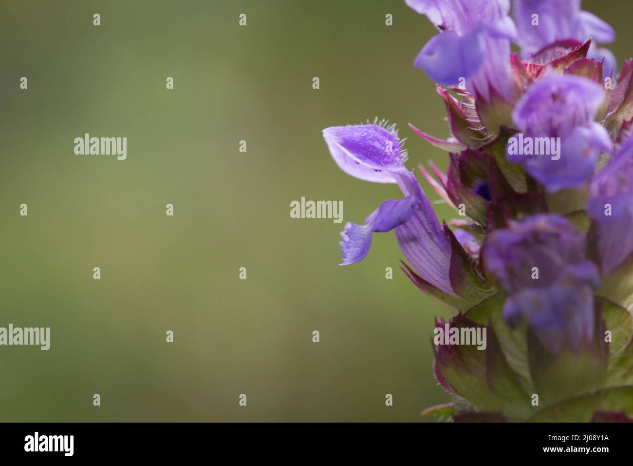 The tiny purple flower of the self heal (Prunella vulgaris) grows in ...