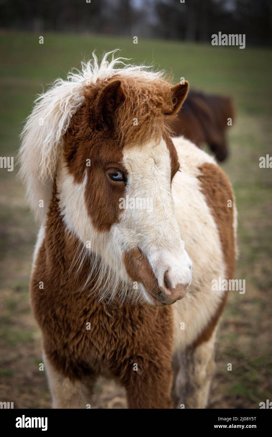 Chestnut pinto Icelandic horse filly Stock Photo - Alamy