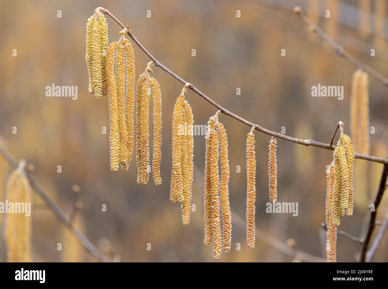 Closeup shot of the branch with multiple common hazel flowers on the ...