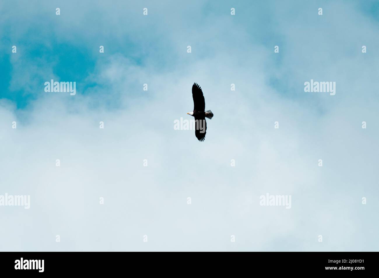 Bottom view of a bald eagle flying high in the cloudy sky on a sunny ...
