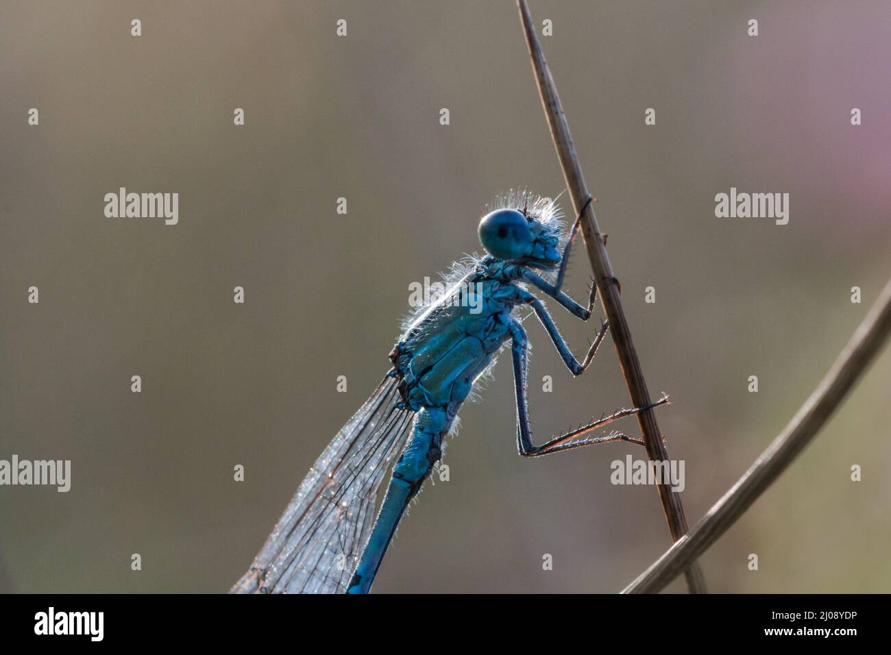 Headshot of the common blue damselfly (Enallagma cyathigerum) sitting ...