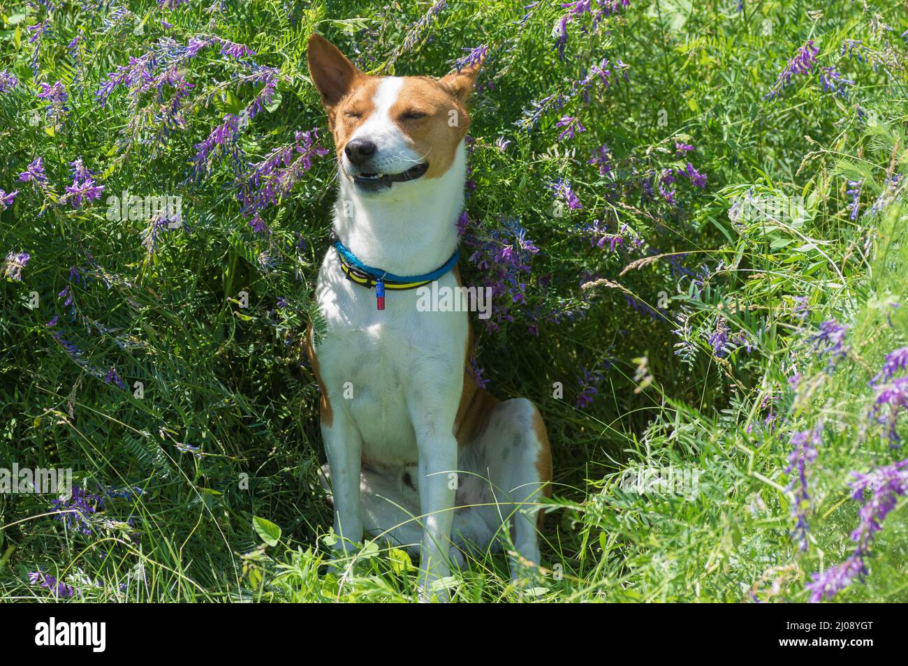 Portrait on mature Basenji dog resting in the shadow of wild flowers ...