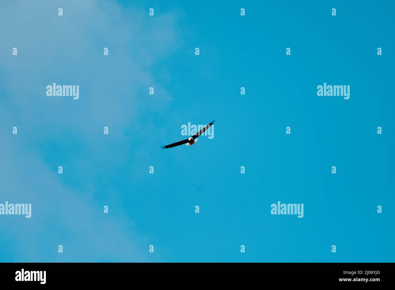 Bottom view of a bald eagle flying high in the cloudy sky on a sunny ...