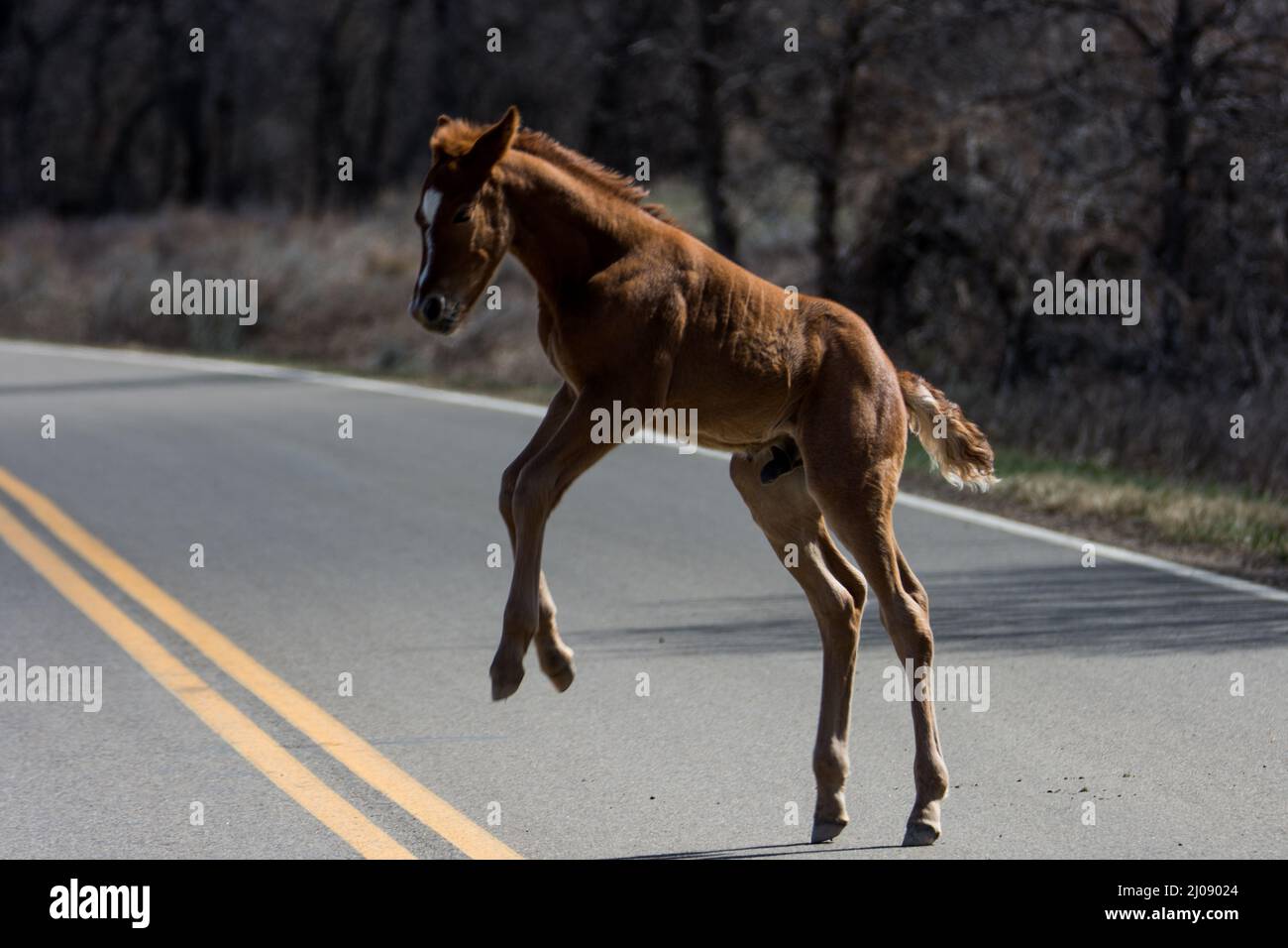 A wild colt playing on the road in Theodore Roosevelt National Park ...