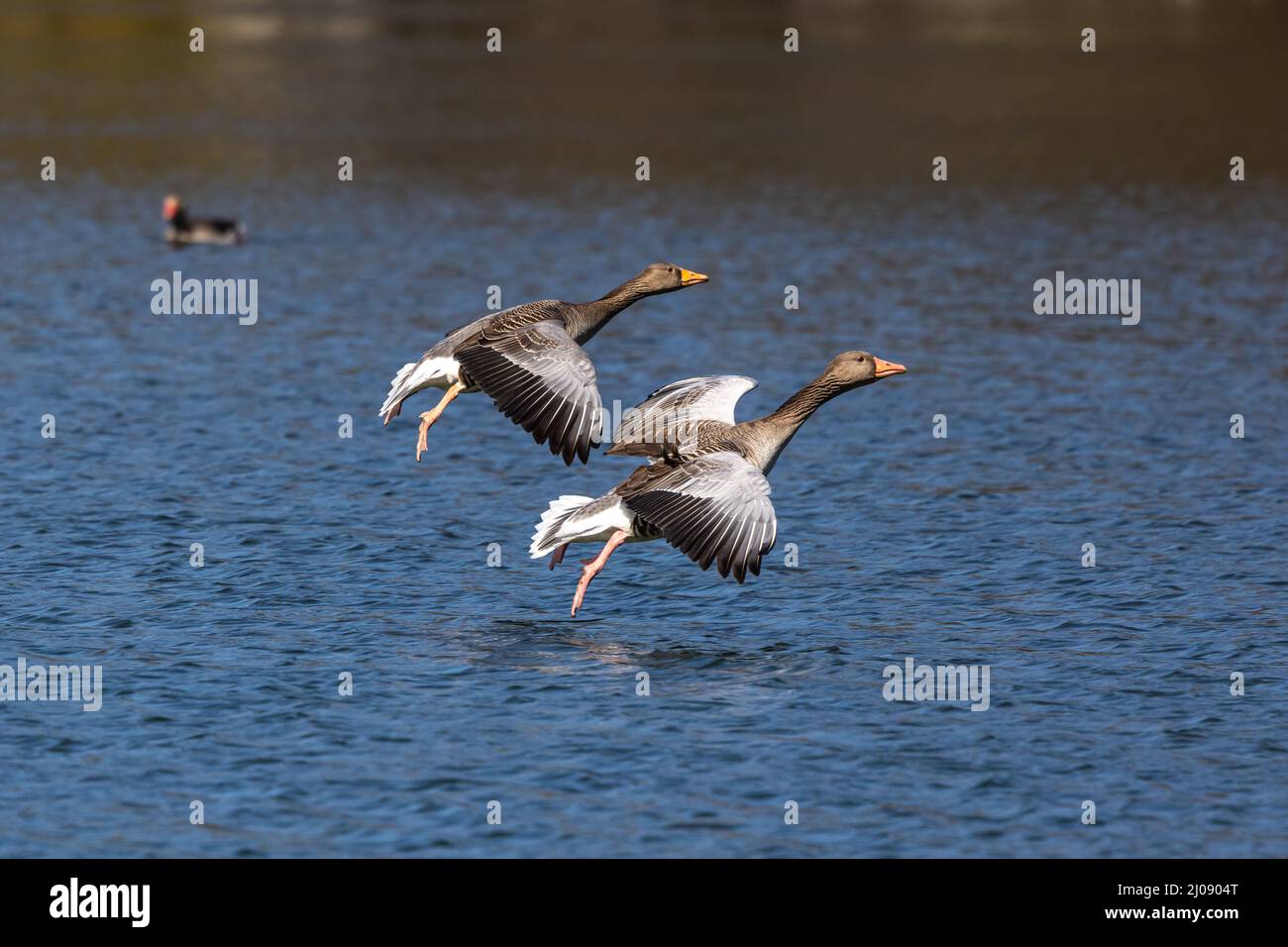 The greylag goose, Anser anser is a species of large goose in the ...