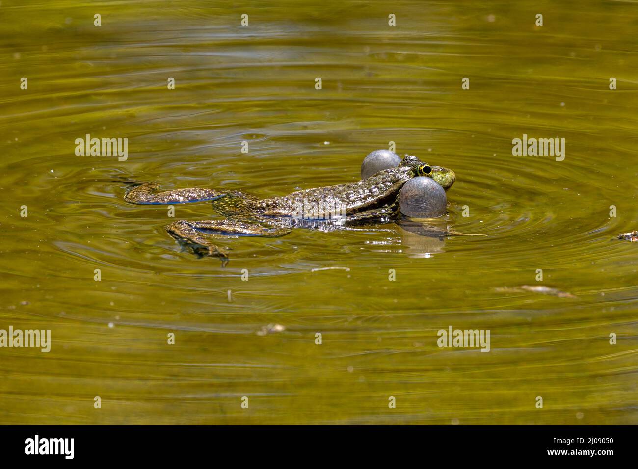 Common frog, Rana temporaria, single reptile croaking in water, also ...