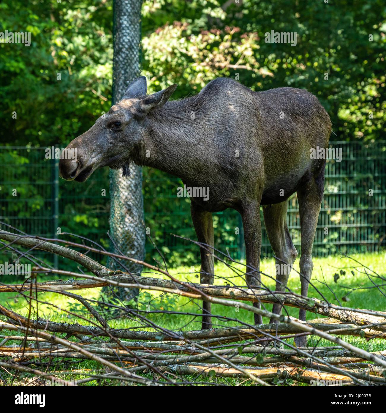 European Moose, Alces alces, also known as the elk. Wild life animal ...