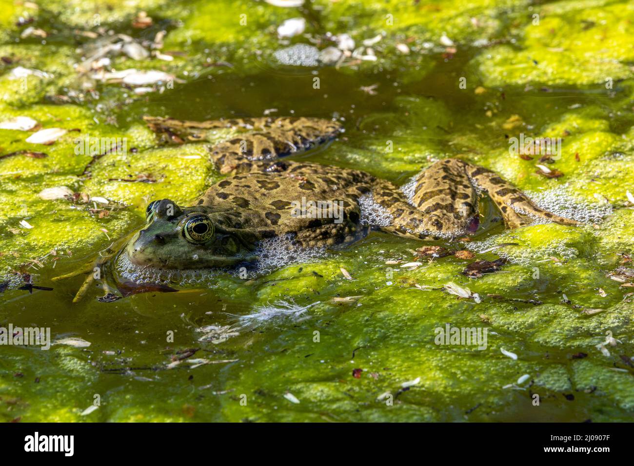 Common frog, Rana temporaria, single reptile croaking in water, also ...