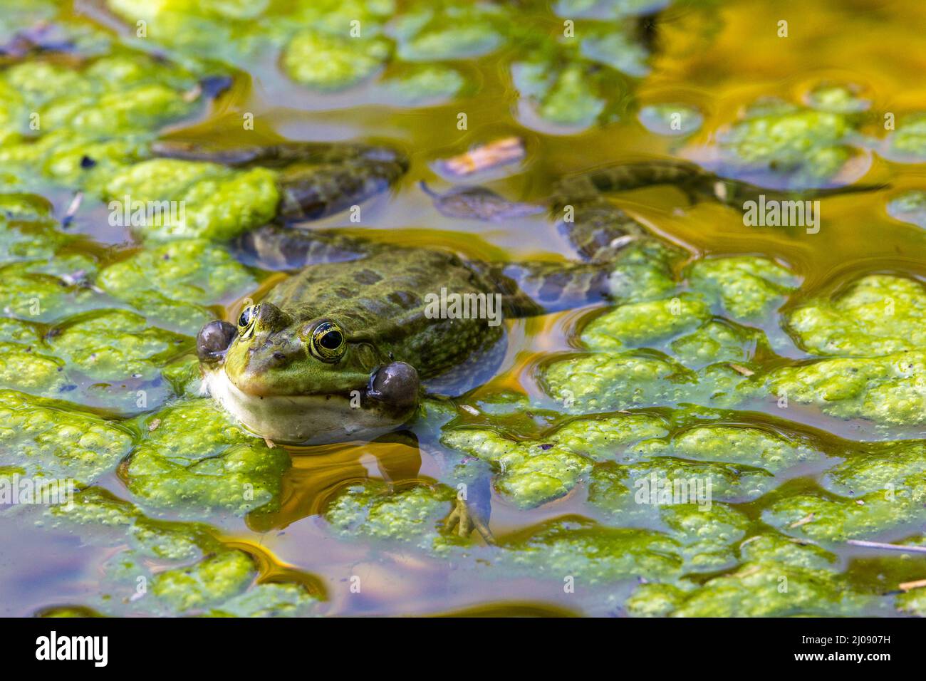 Common frog, Rana temporaria, single reptile croaking in water, also ...