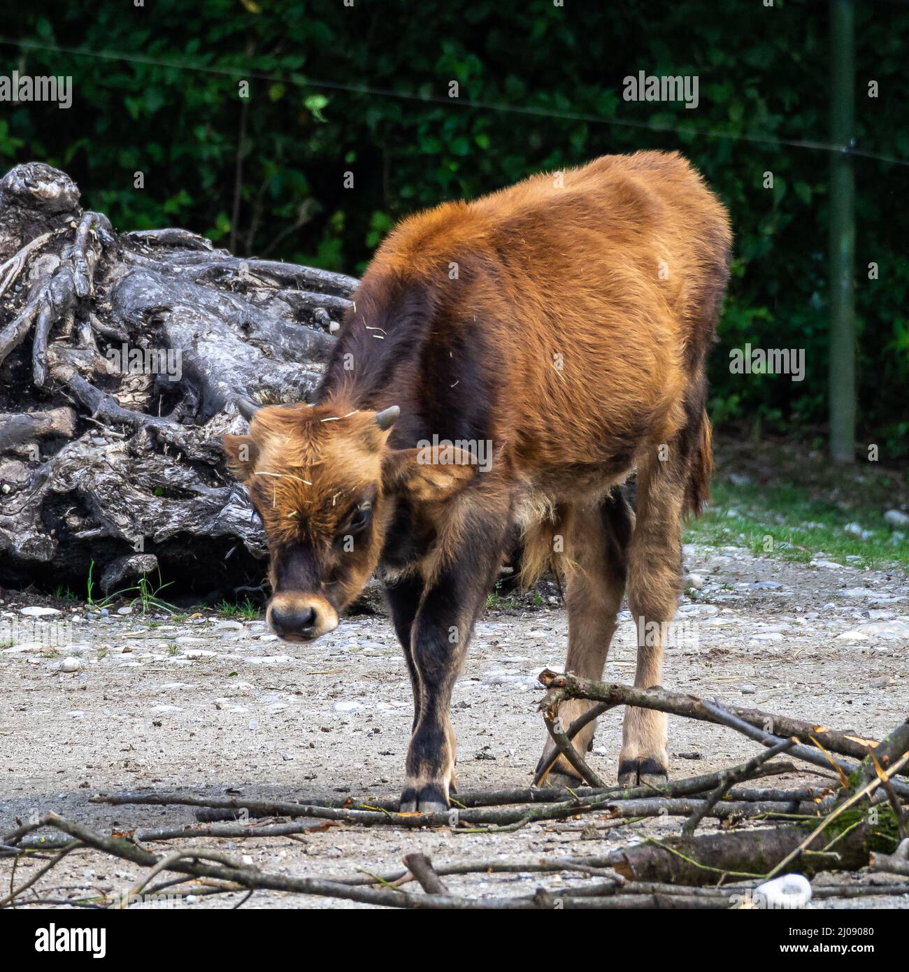 Heck cattle, Bos primigenius taurus, claimed to resemble the extinct ...