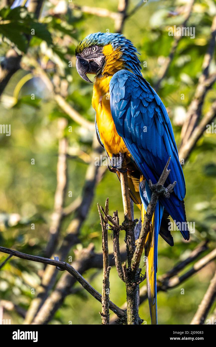 The Blue-and-yellow Macaw, Ara ararauna also known as the blue-and-gold macaw, is a large South ...