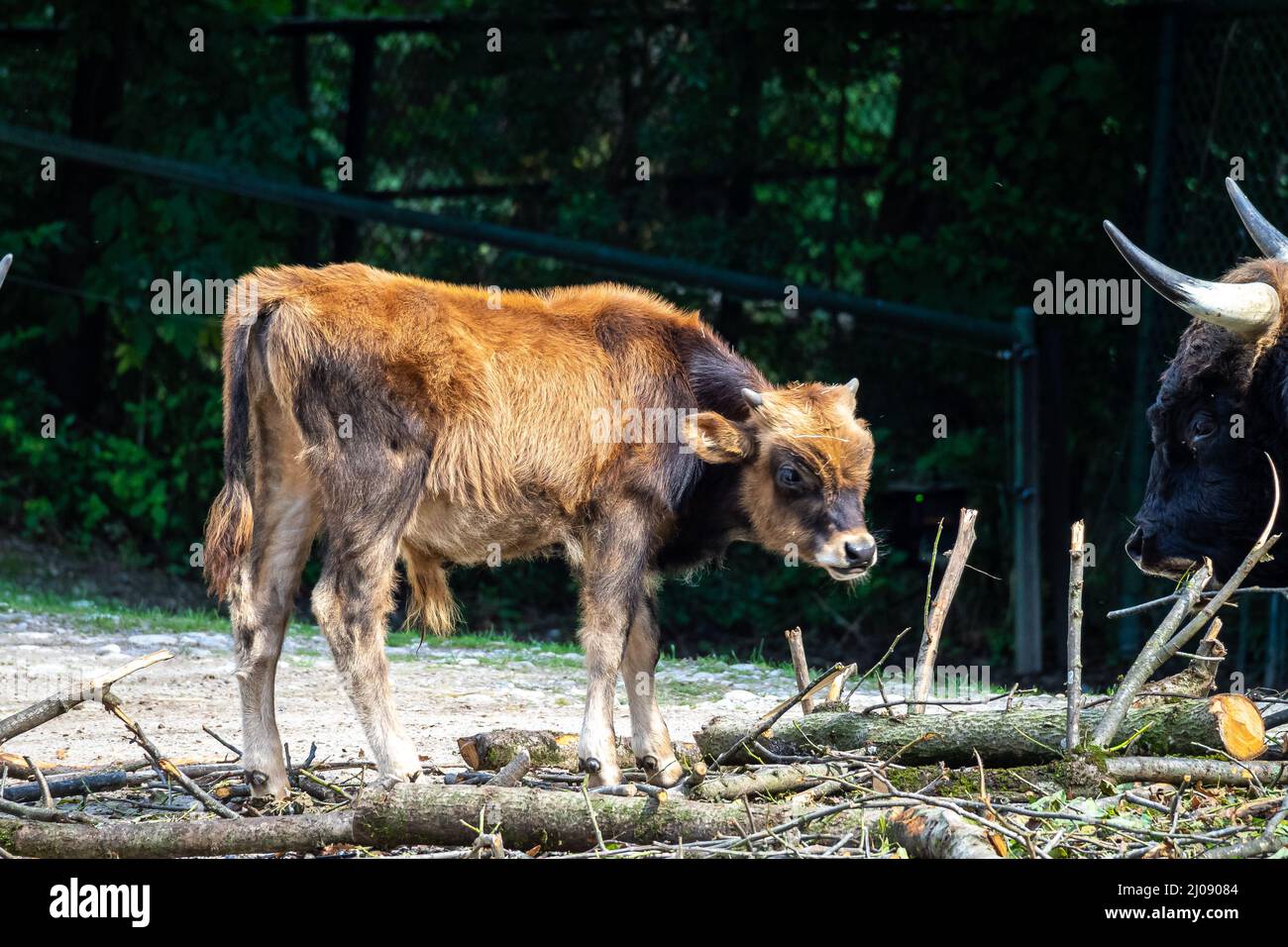 Heck cattle, Bos primigenius taurus, claimed to resemble the extinct ...