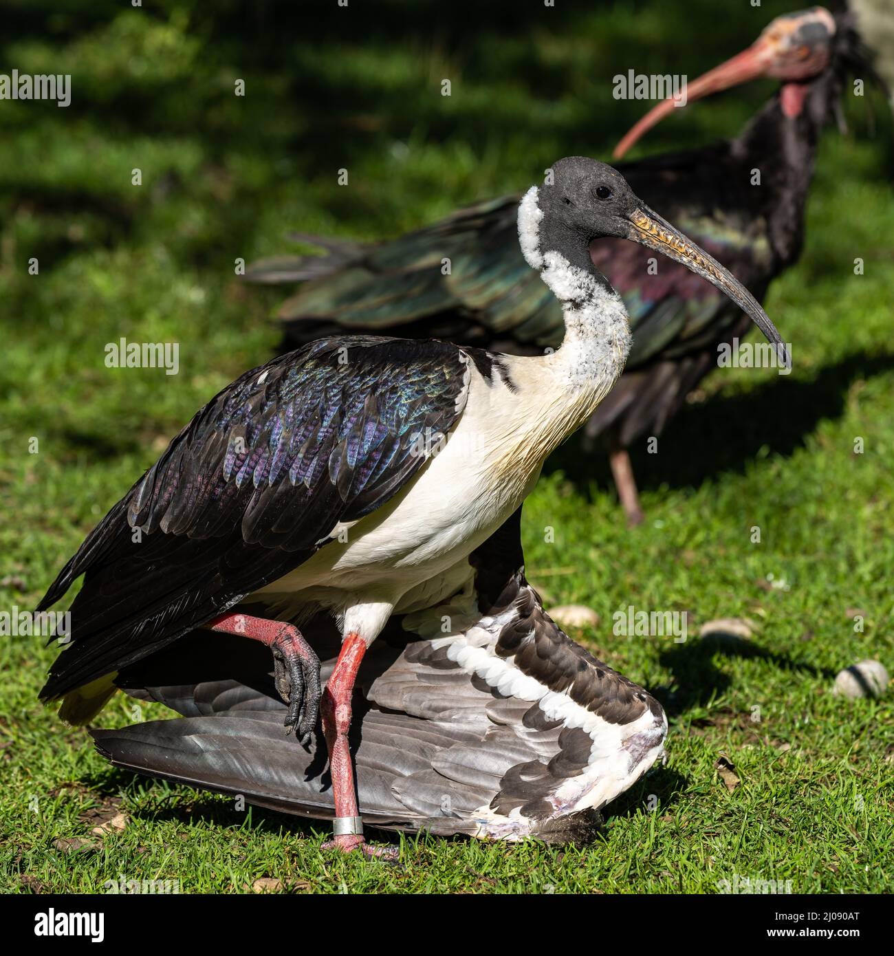 The Straw-necked Ibis, Threskiornis spinicollis is a bird of the ibis ...