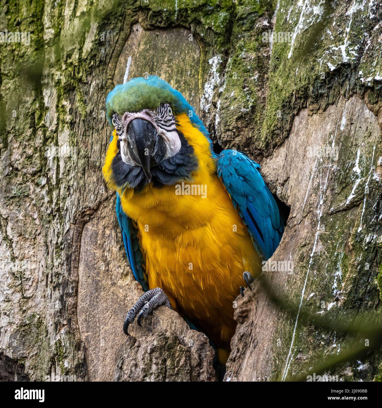 The Blue-and-yellow Macaw, Ara ararauna also known as the blue-and-gold macaw, is a large South ...
