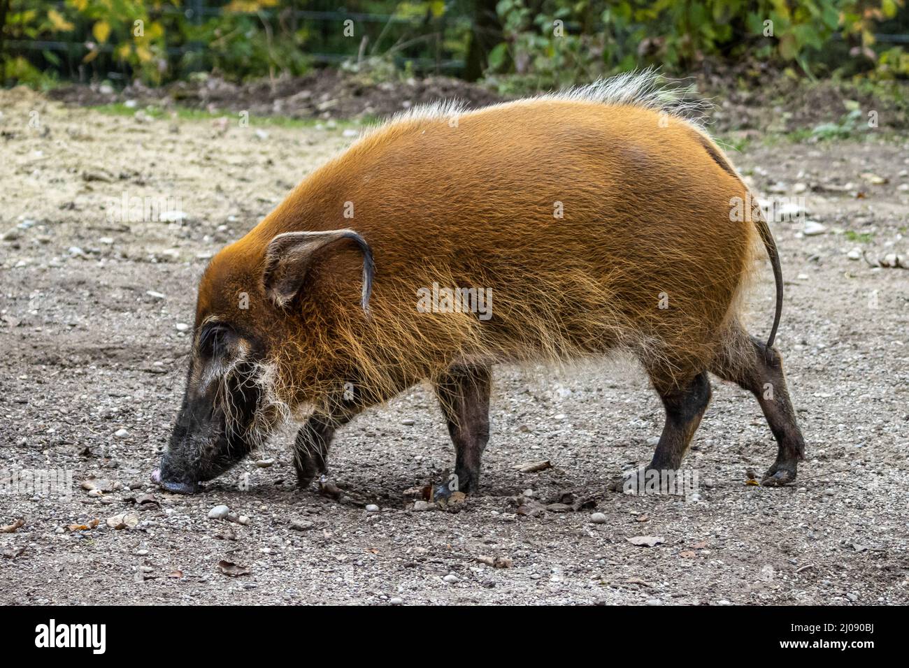 Red river hog, Potamochoerus porcus, also known as the bush pig. This ...
