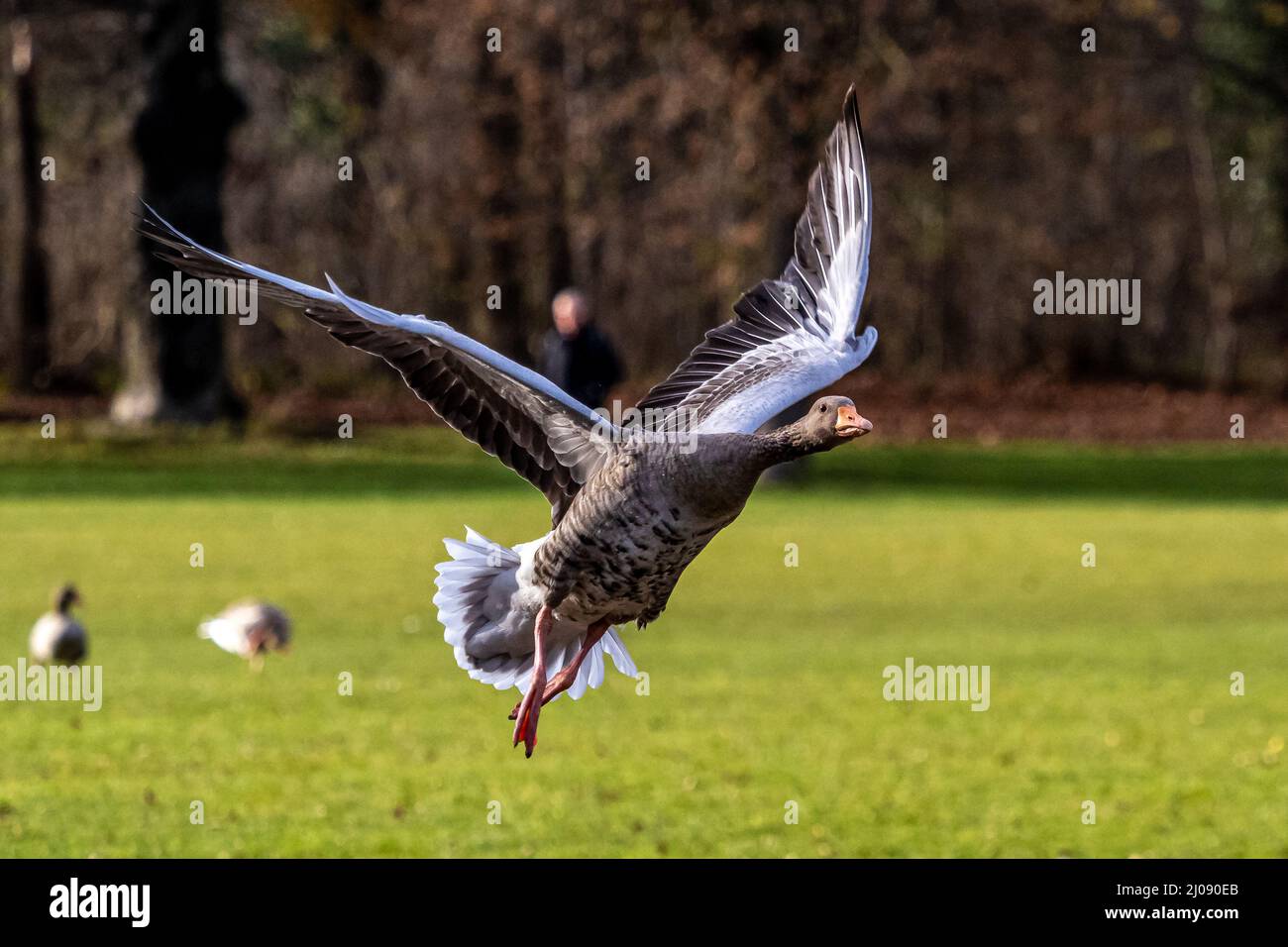 The greylag goose, Anser anser is a species of large goose in the ...