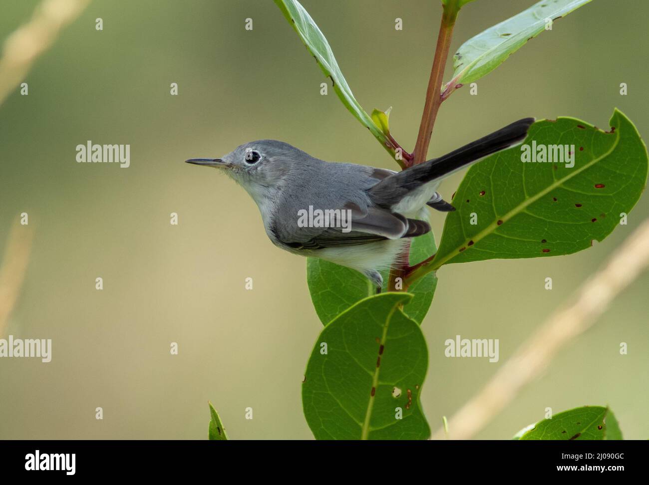 Blue gray gnatcatcher bird hi-res stock photography and images - Alamy