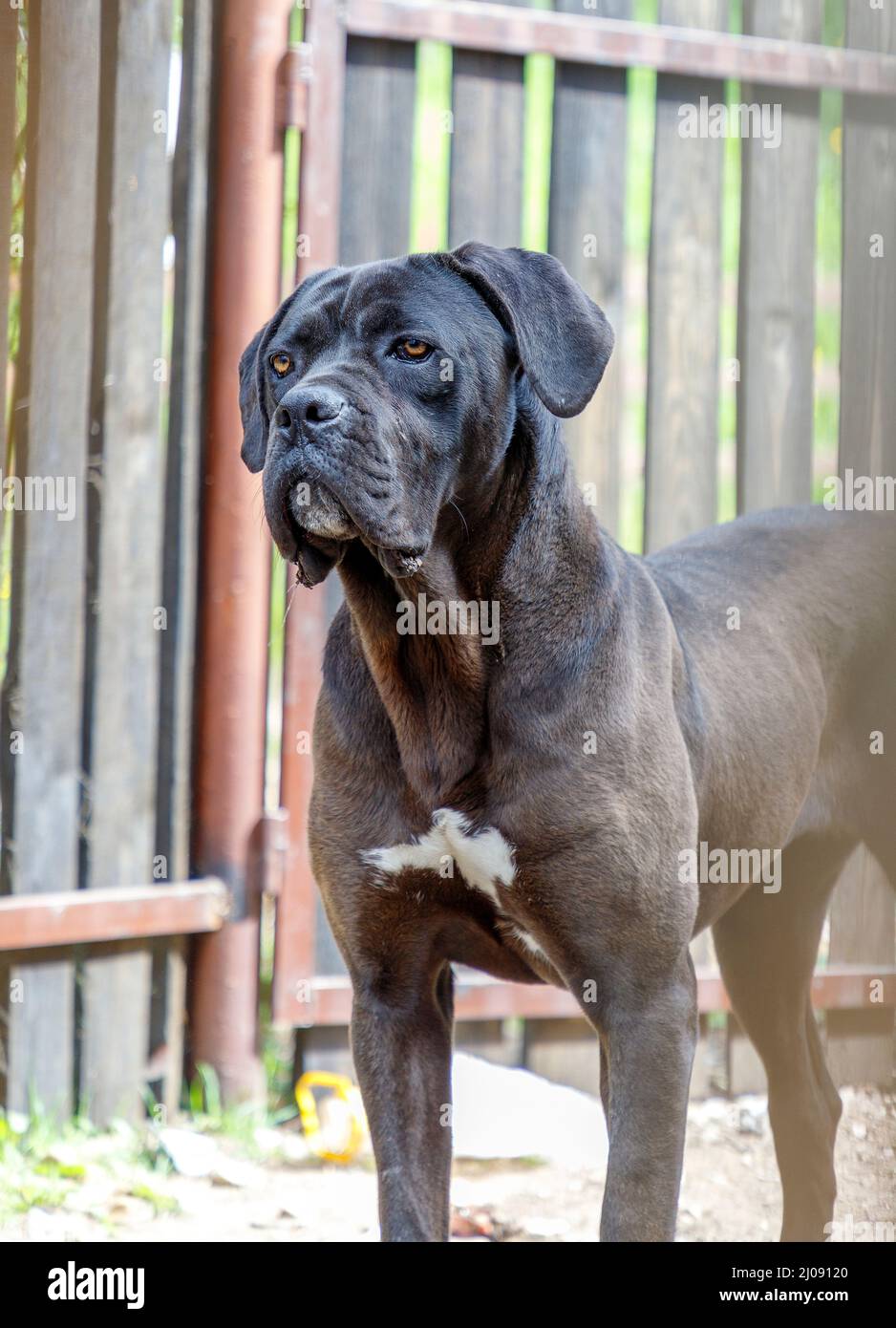 Outdoor vertical portrait of a big black dog Stock Photo - Alamy