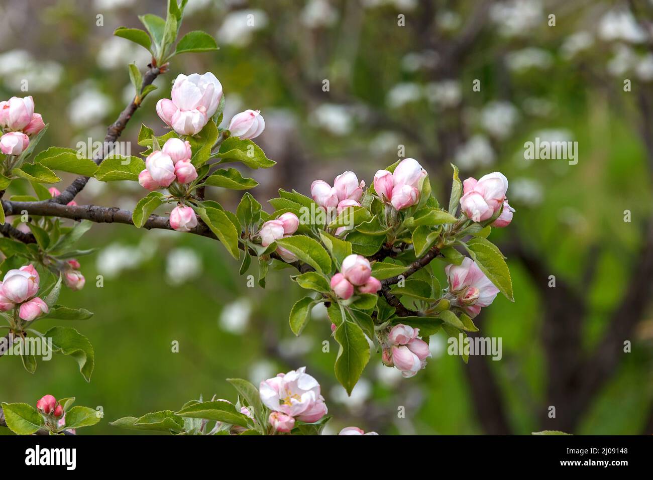Spring blossoms tree. A tree branch in springtime. Springtime nature ...