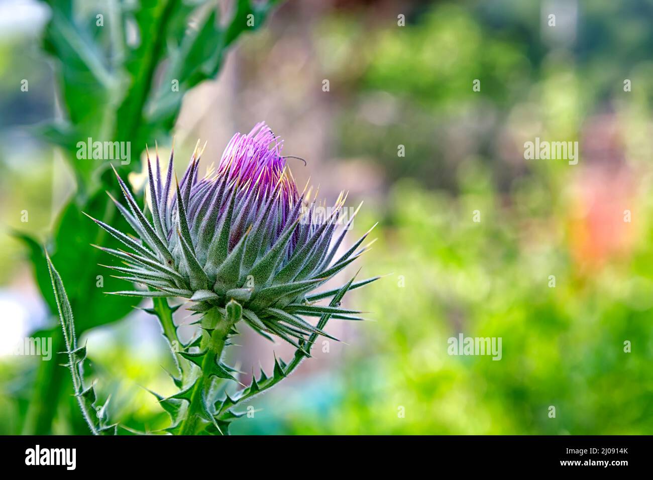 Wild-growing thistle on green blurred background. Onopordum acanthium ...