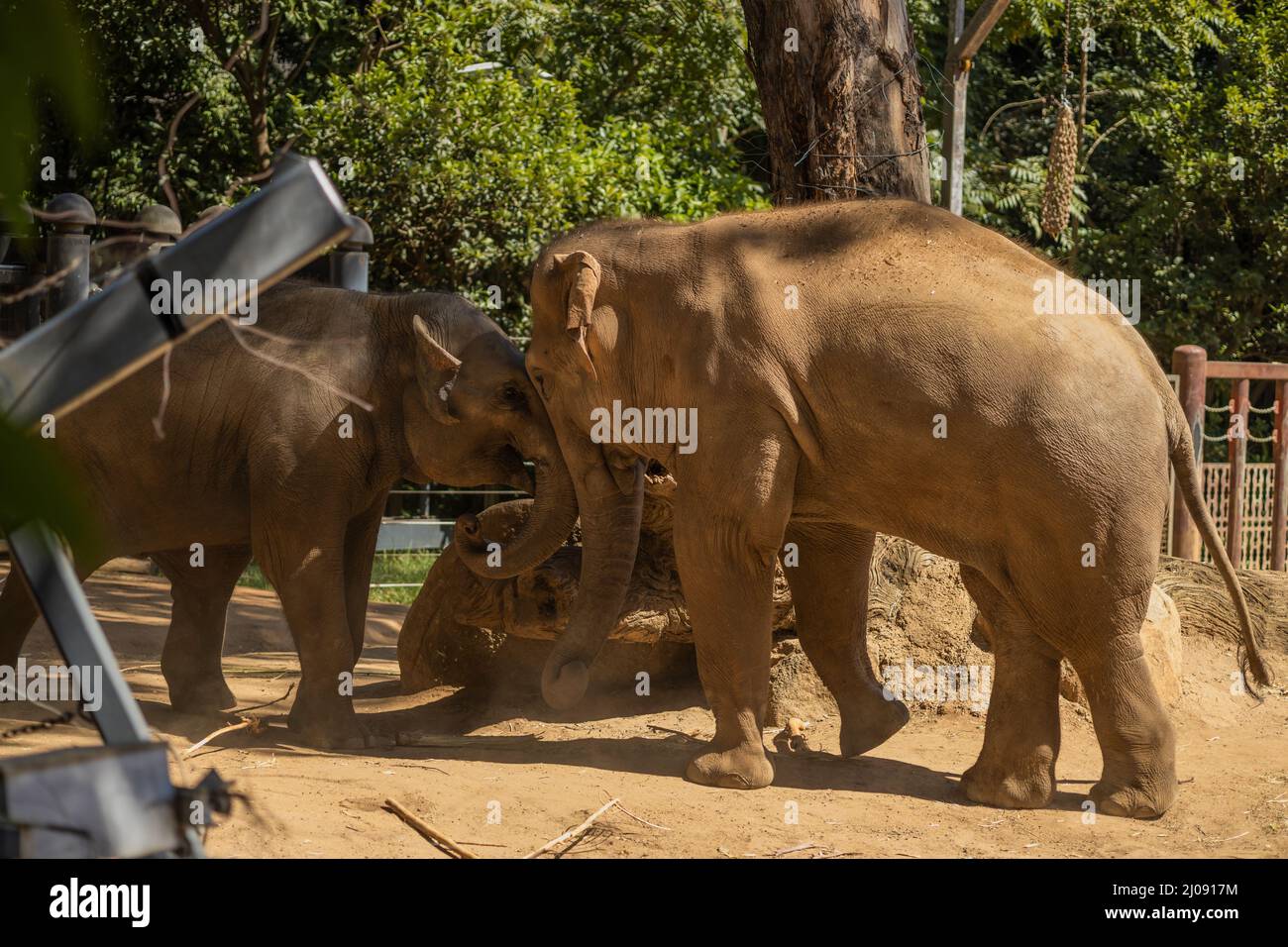 Elephants playing with sand hi-res stock photography and images - Alamy