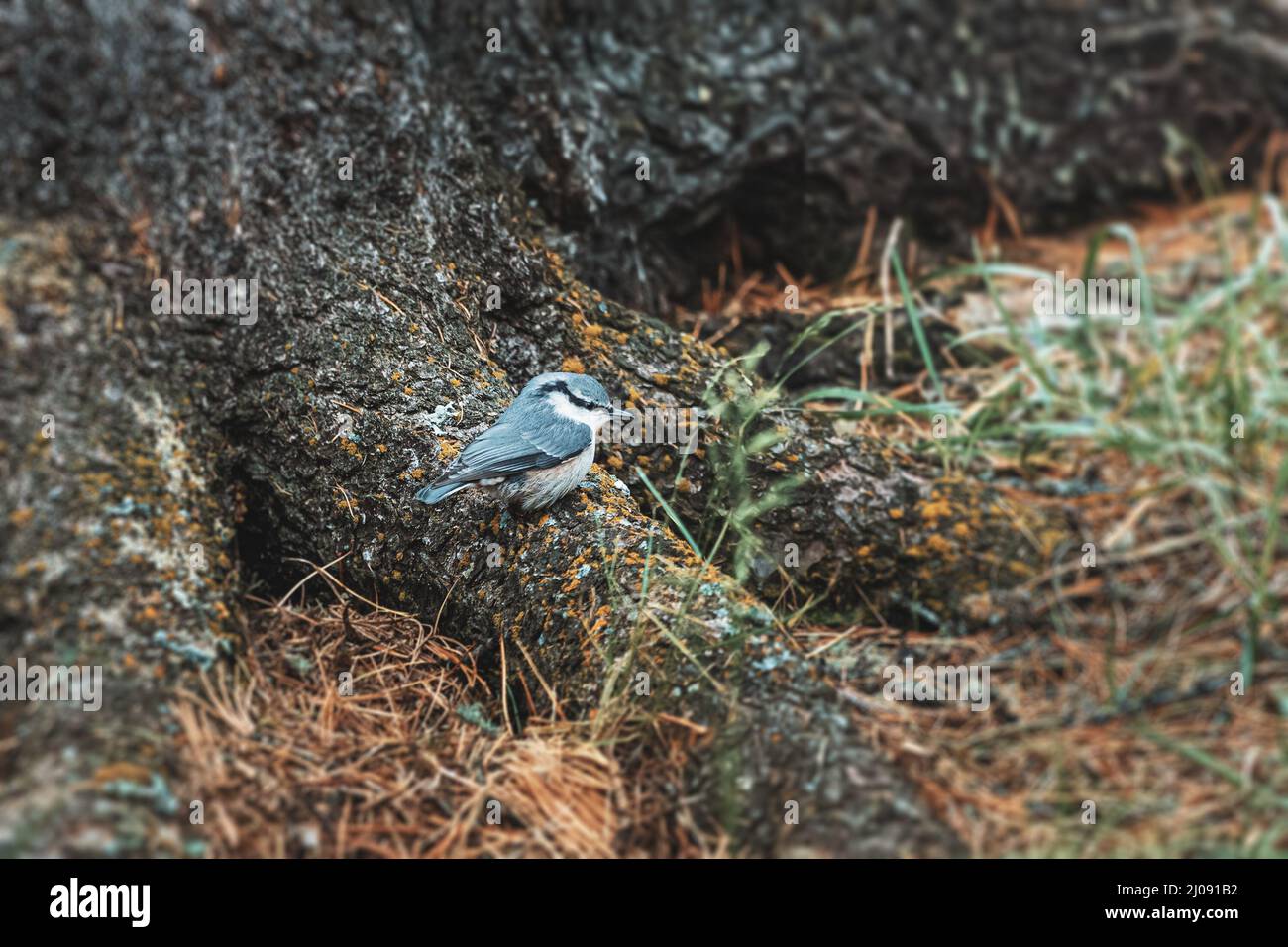 Eurasian or common nuthatch bird in the woods searching for food ...