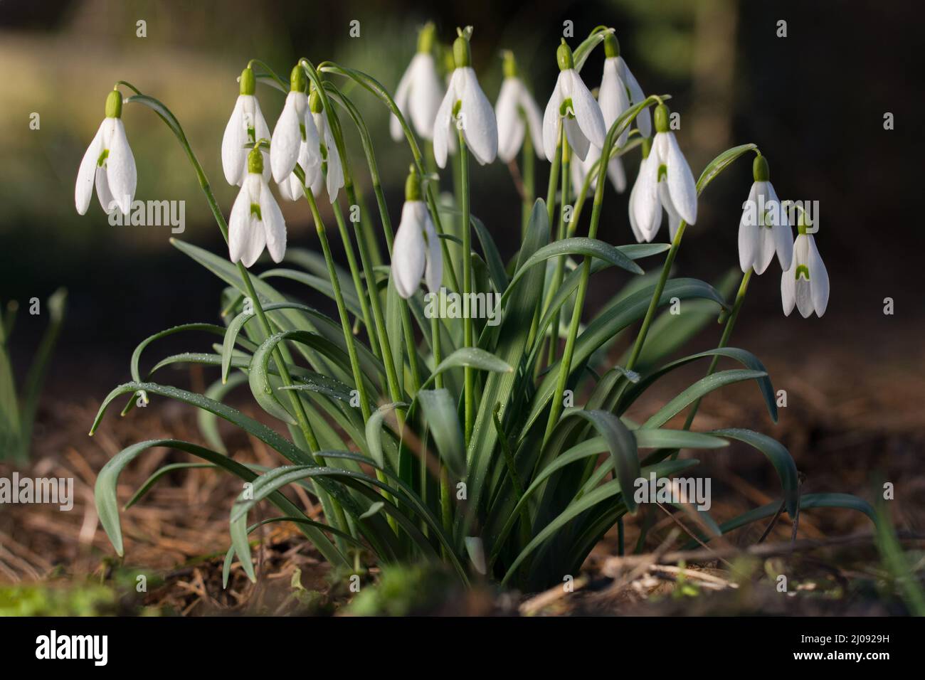 A clump of snowdrops blooming in early spring Stock Photo - Alamy