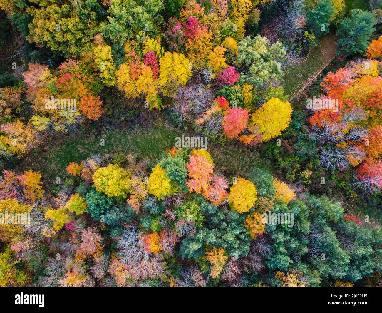 Aerial view of the colorful trees in a forest in autumn Stock Photo - Alamy