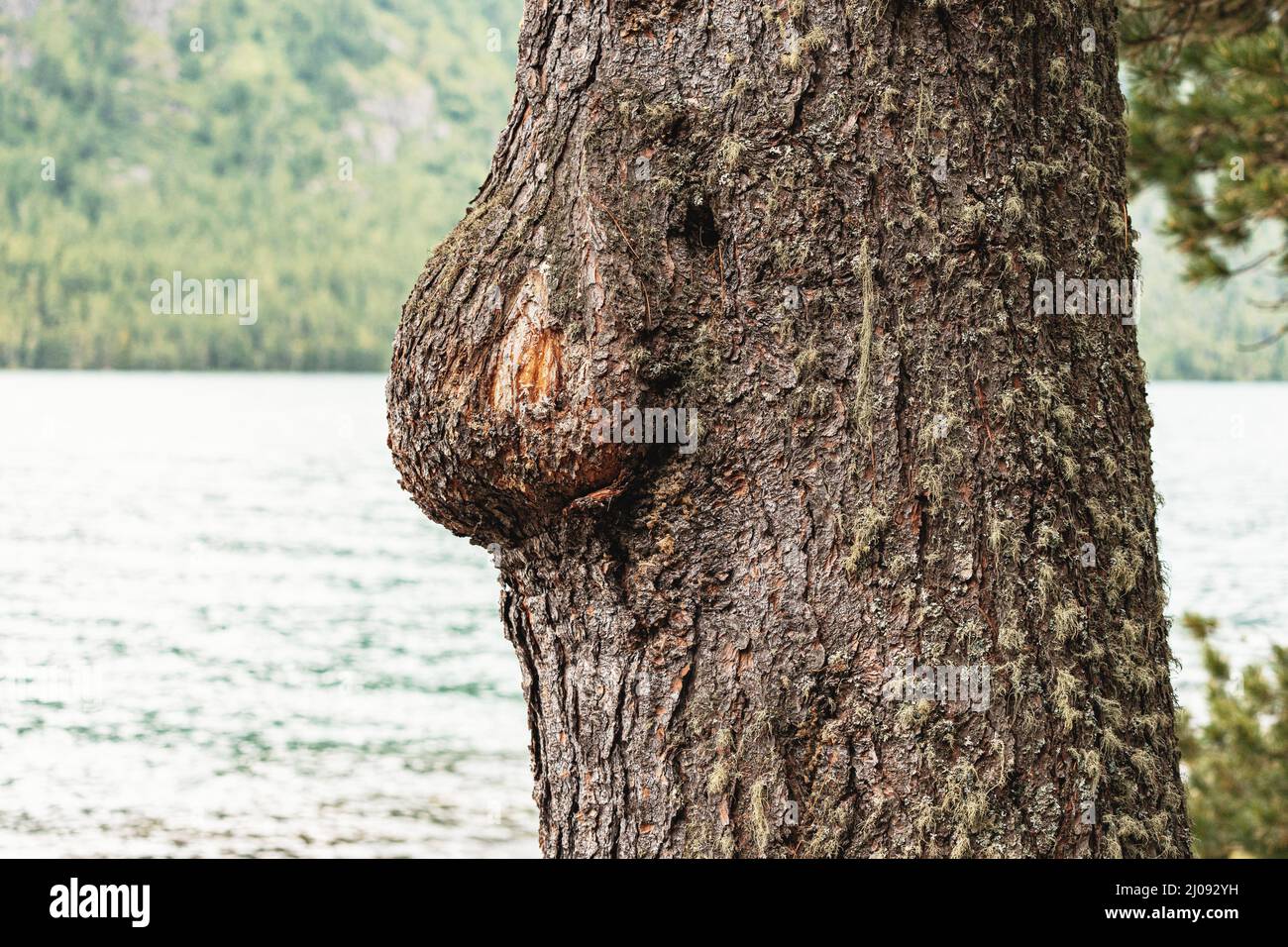neoplasm or burl on the trunk of a pine tree in the forest. The concept ...