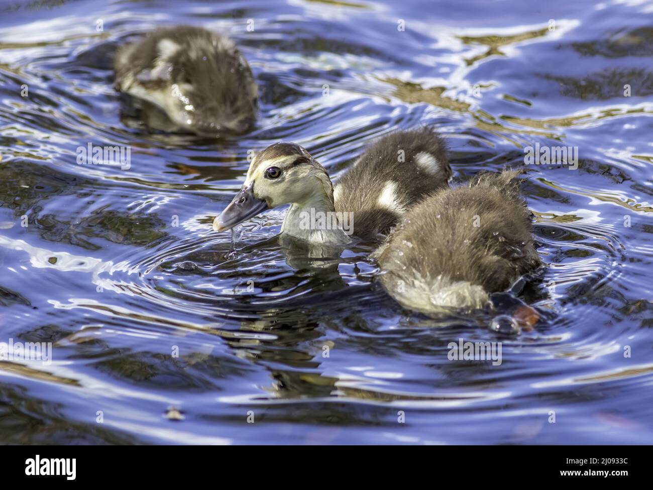 Small gray ducks swimming together in the river Stock Photo - Alamy