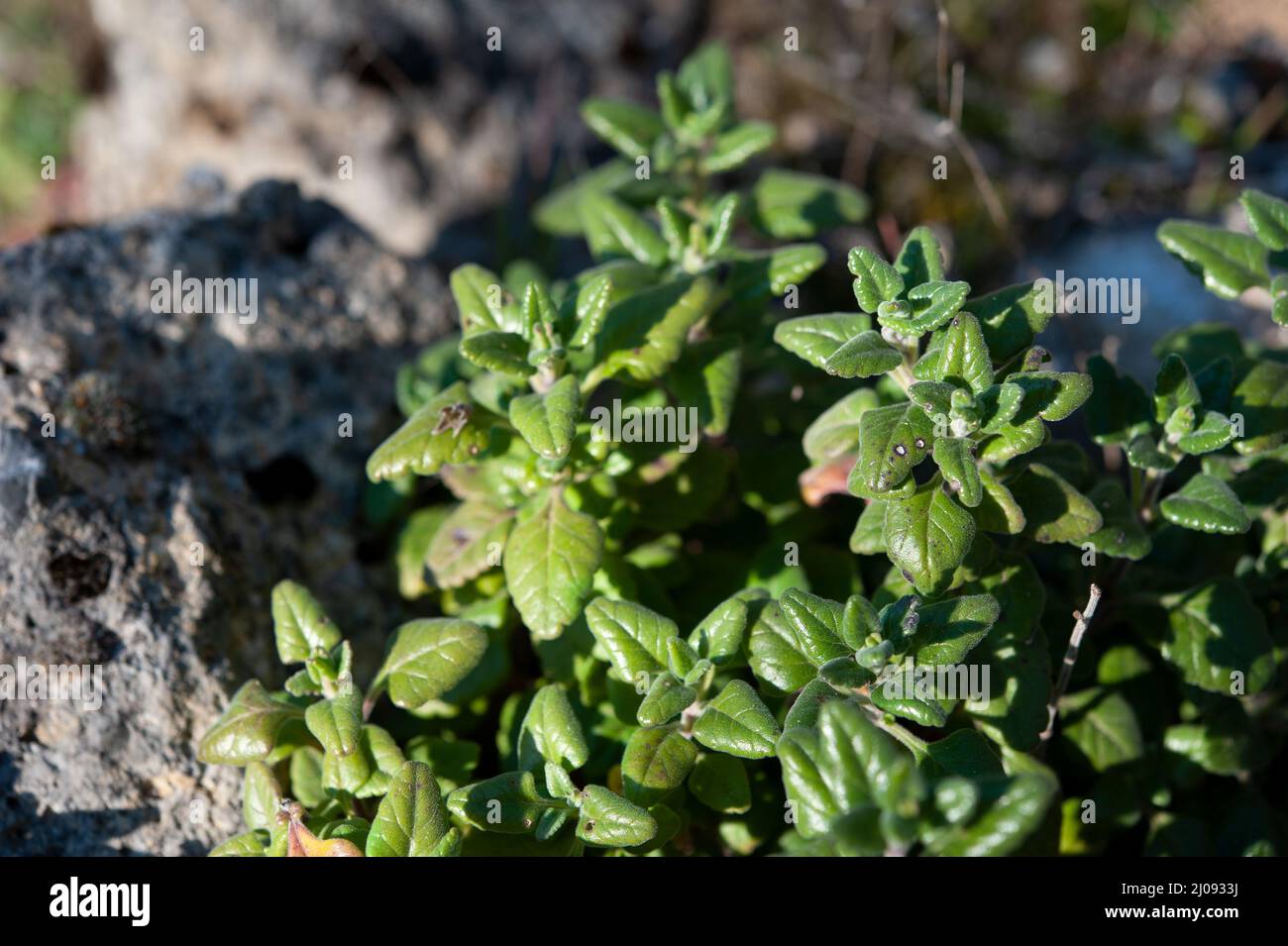 Teucrium flavum is a species of shrub in the family Lamiaceae Stock ...