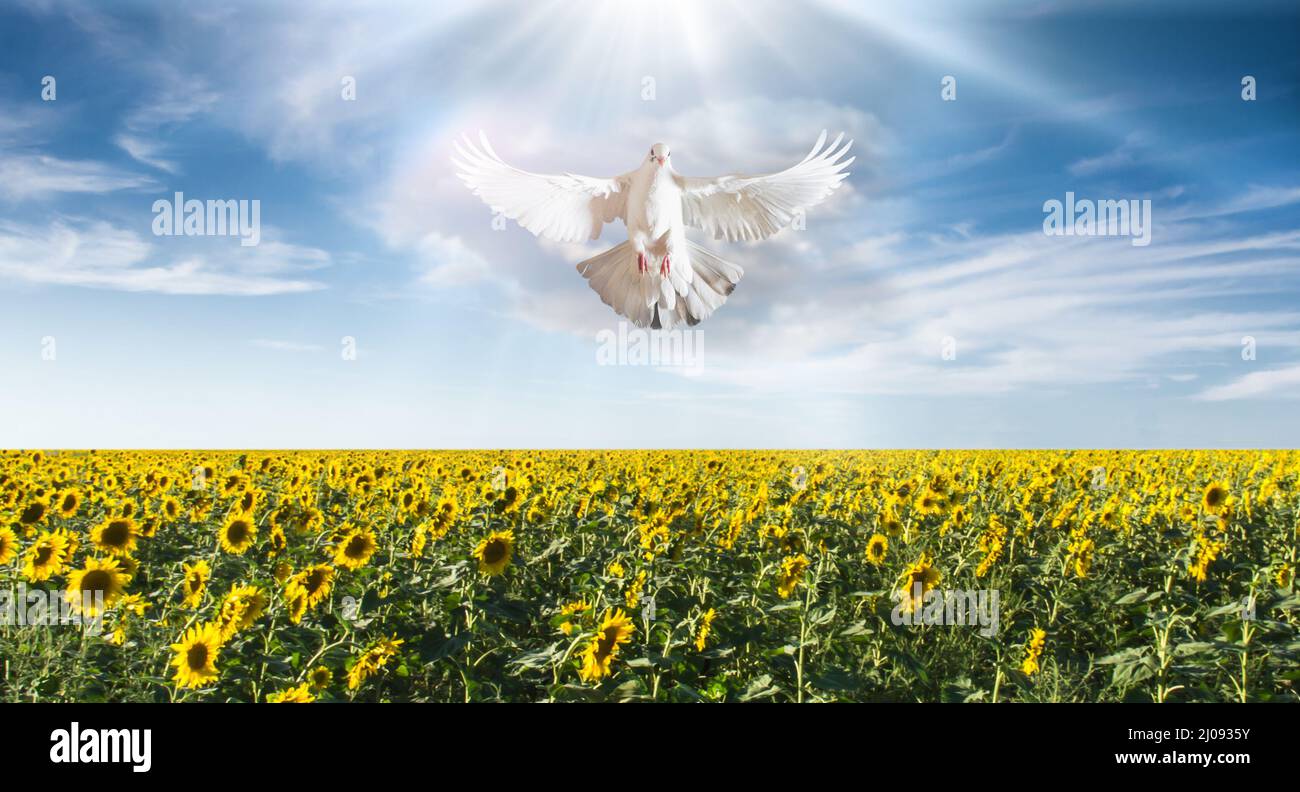 White dove of peace over yellow field with sunflowers and a bright blue ...