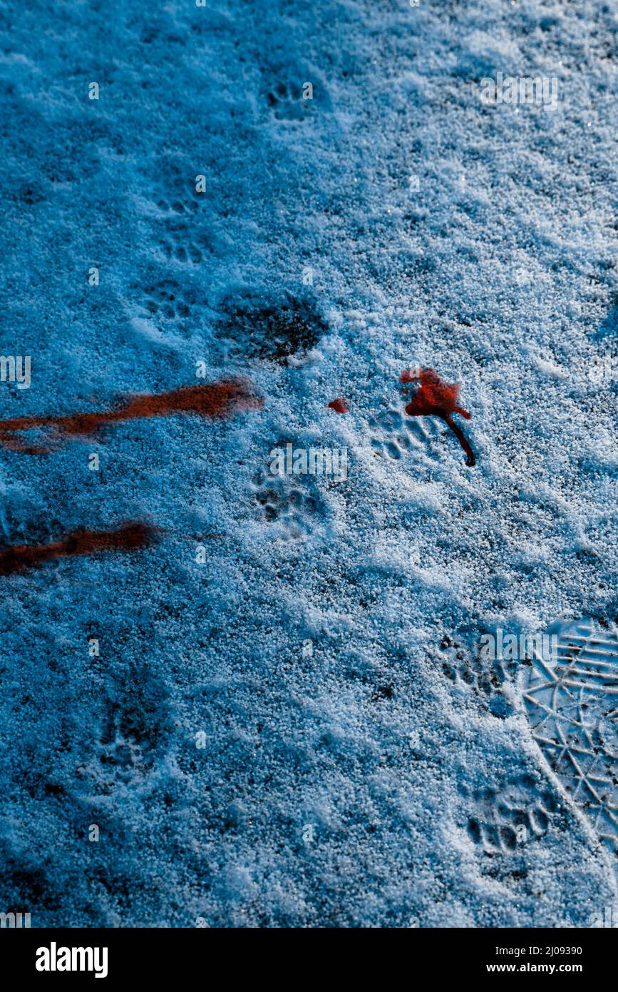 Bloody paws hi-res stock photography and images - Alamy