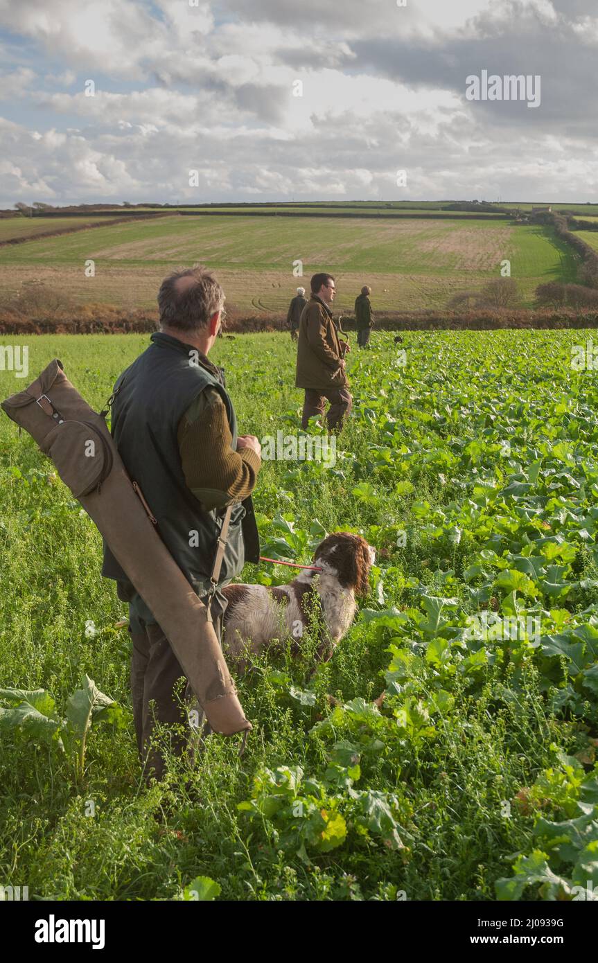Pheasant shoot wales hi-res stock photography and images - Alamy