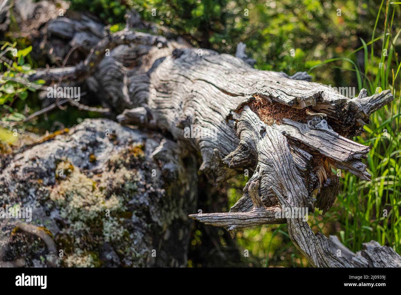 A mysterious place in a dense forest with a snag Stock Photo - Alamy