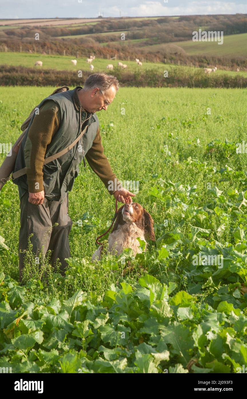 Beating, pheasant shoot, Pembrokeshire, Wales, UK Stock Photo - Alamy