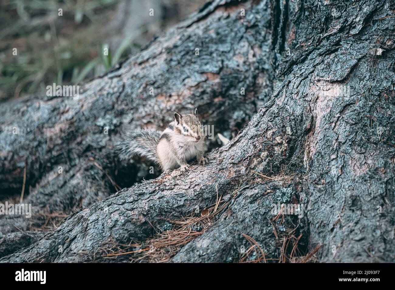 Chipmunk ecology hi-res stock photography and images - Alamy