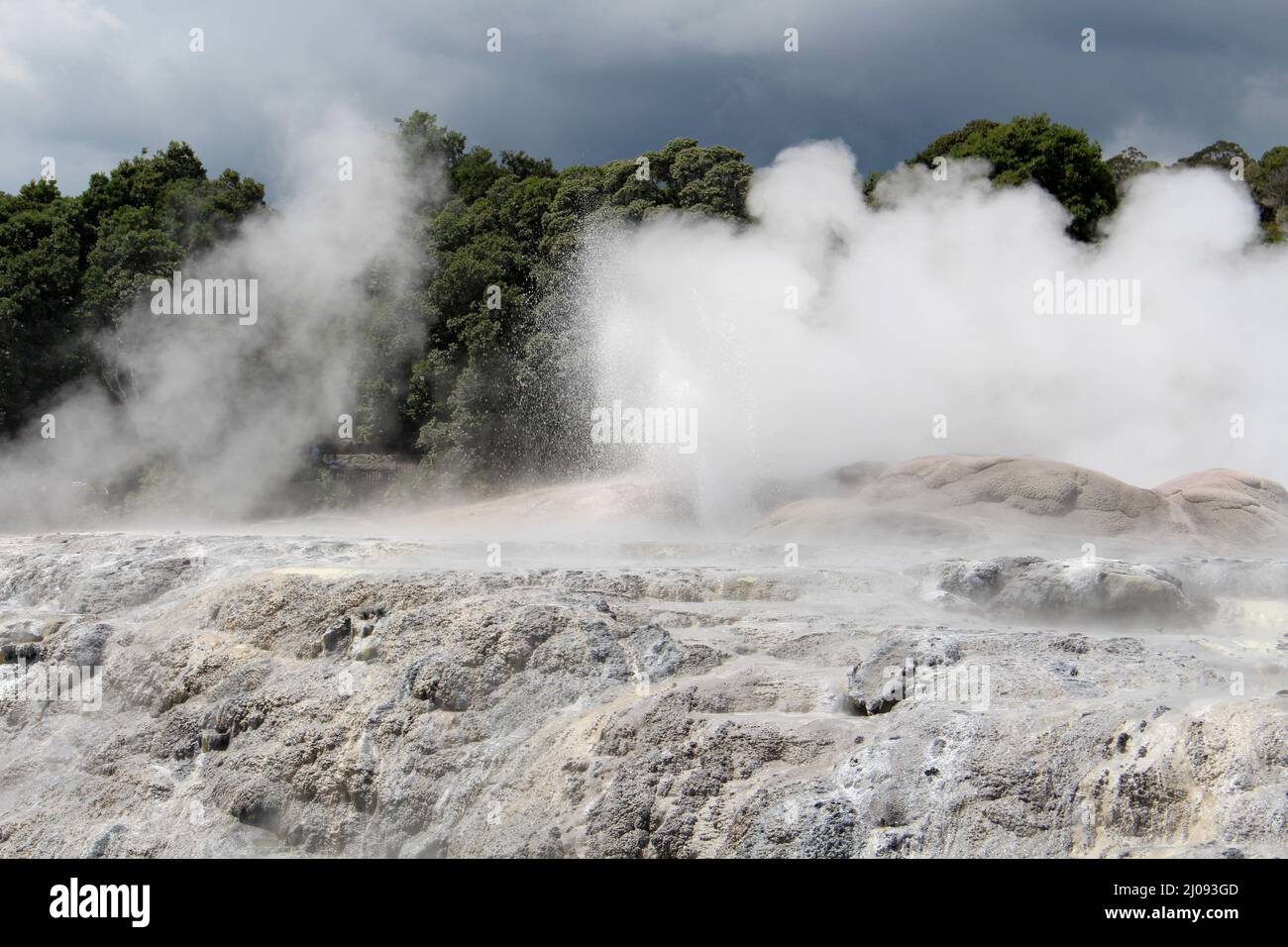 Pohutu geyser in the Whakarewarewa Thermal Valley, Rotorua, New Zealand ...