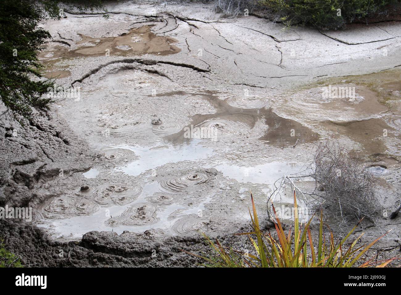 Ngamokaiakoko Mud pools at Te Puia, thermal valley of Whakarewarewa ...