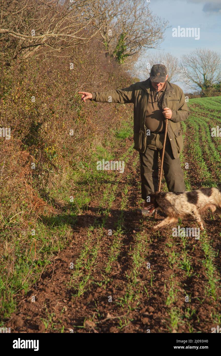 Beating with cocker spaniel to flush nirds, p pheasant shoot ...