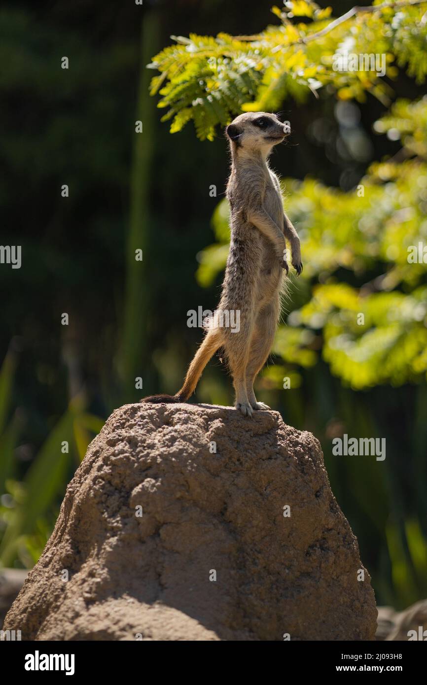 Shot of a meerkat keeping watching Stock Photo - Alamy