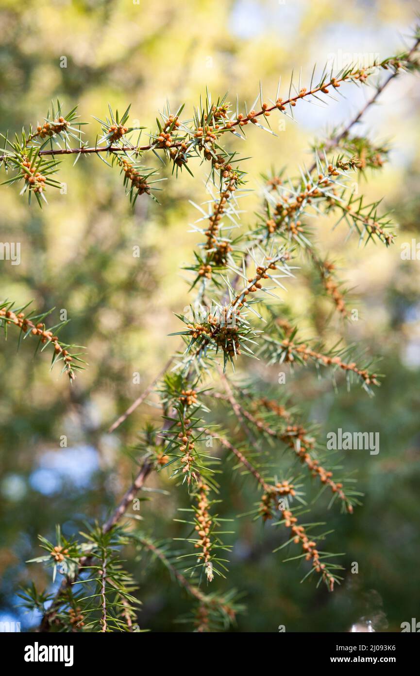 Juniperus communis, the common juniper, is a species of small tree or ...